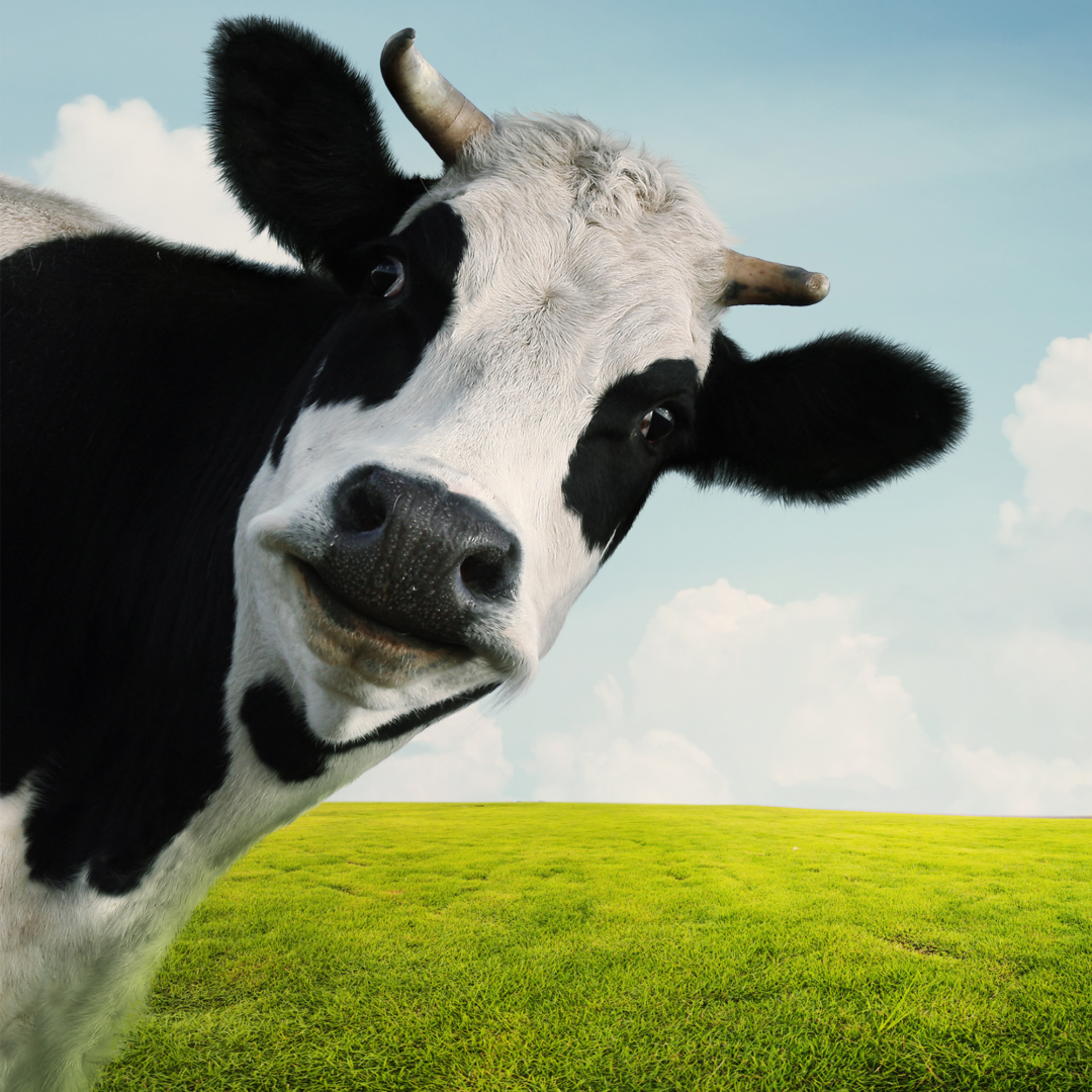 How Animal Foods Improve Your Health